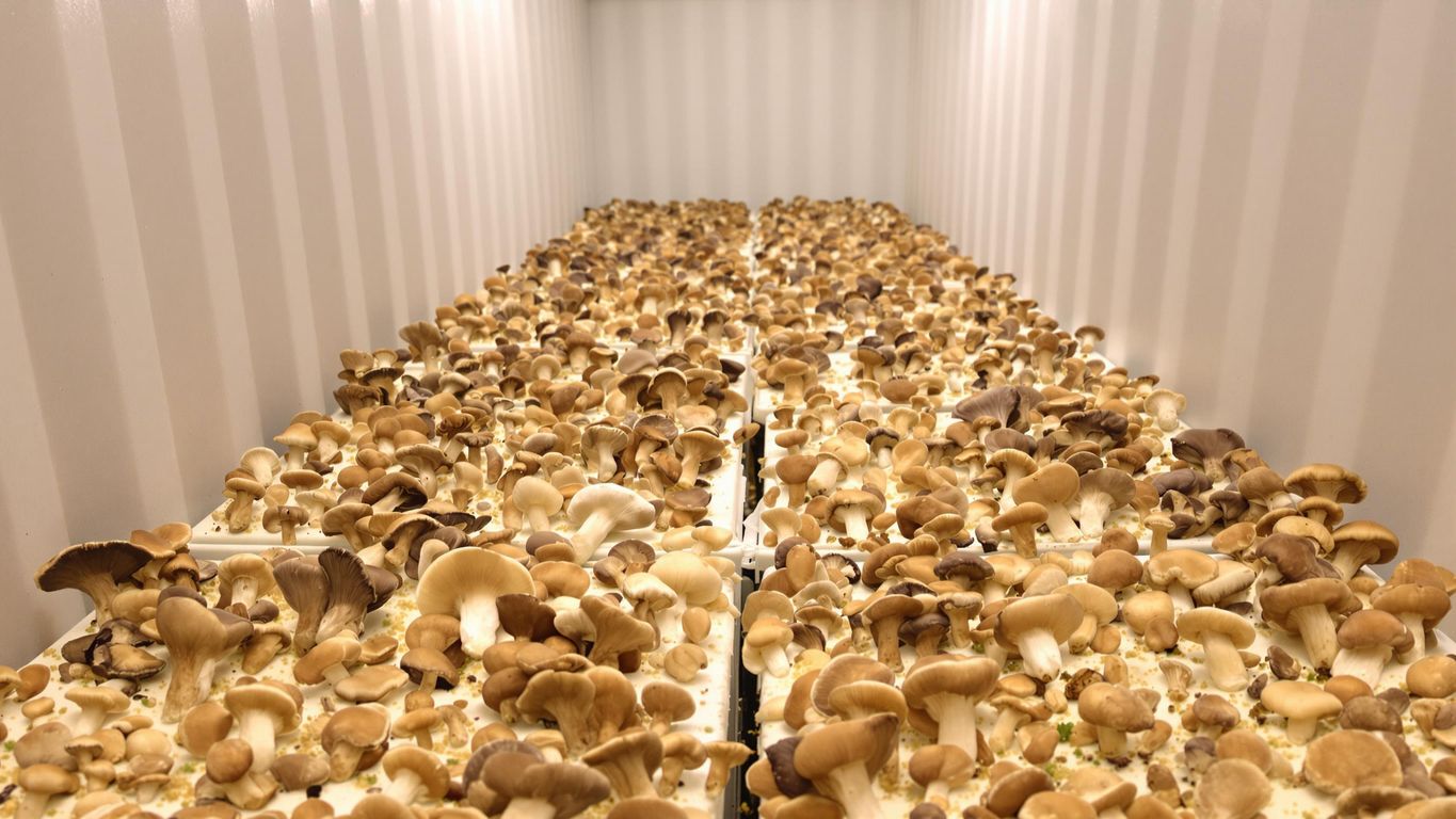 Your Guide to a Shipping Container Mushroom Farm